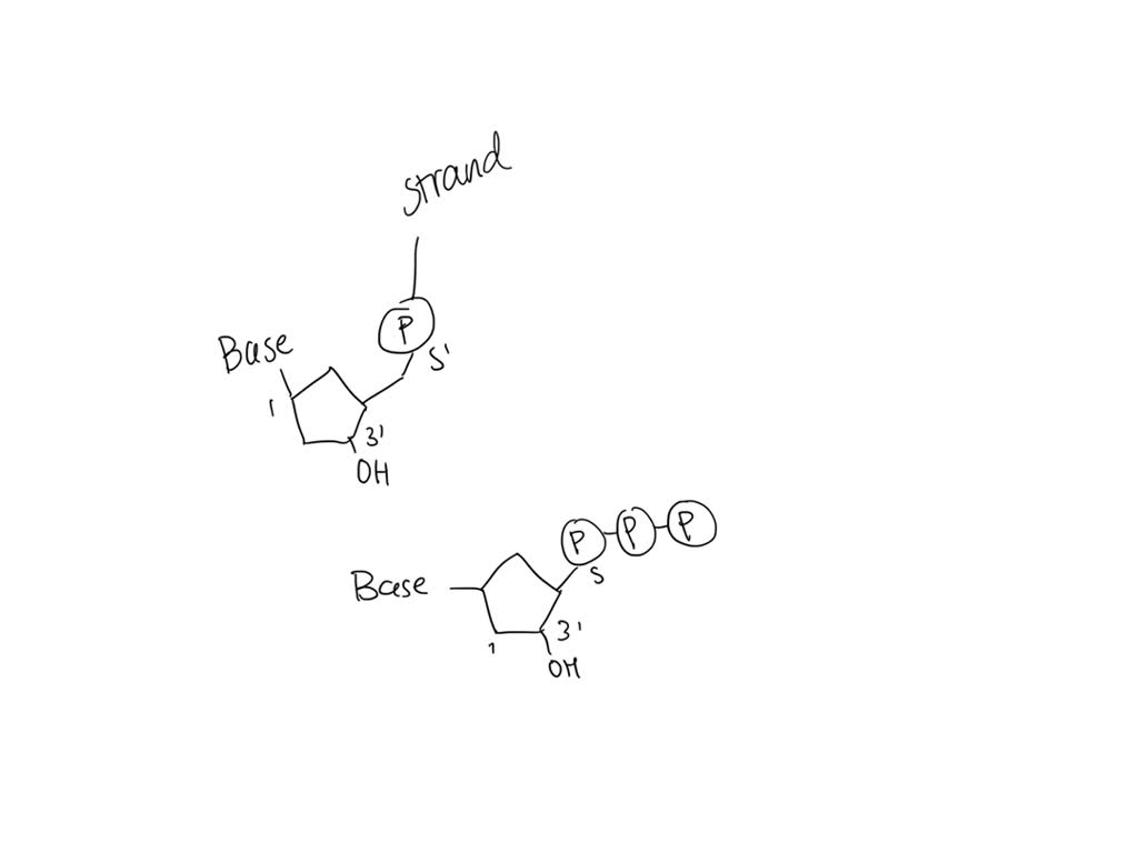 SOLVED: What is the mechanism of nucleotide addition catalyzed by DNA ...