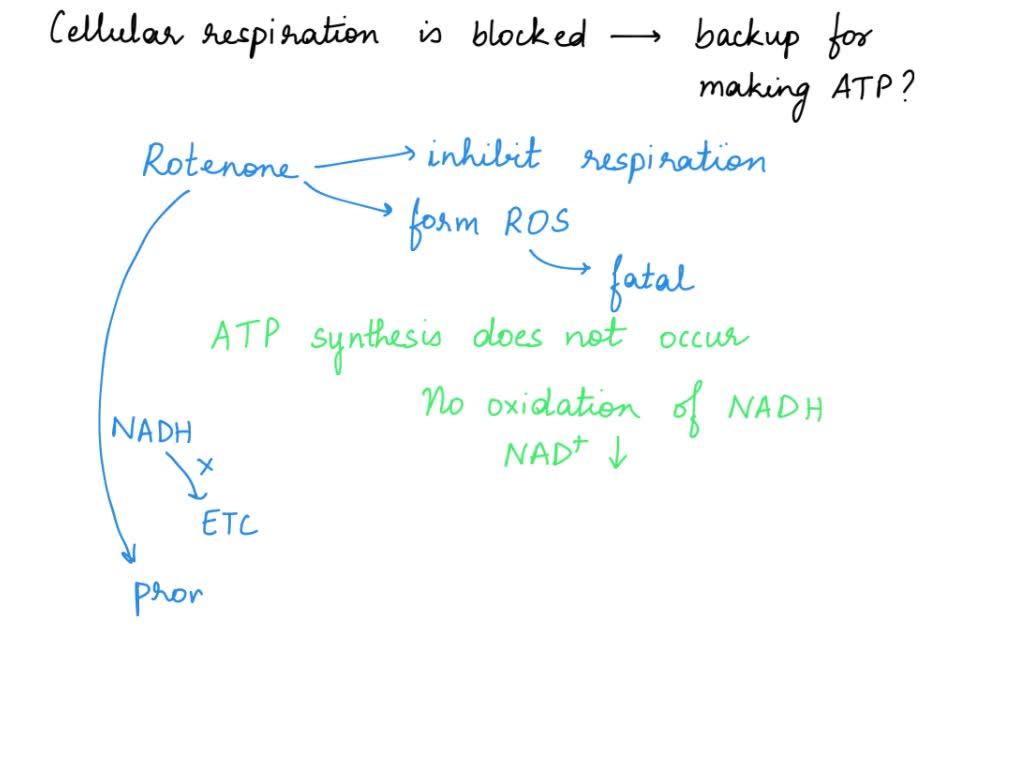 SOLVED: Rotenone is an ETC complex I inhibitor. Explain why rotenone ...