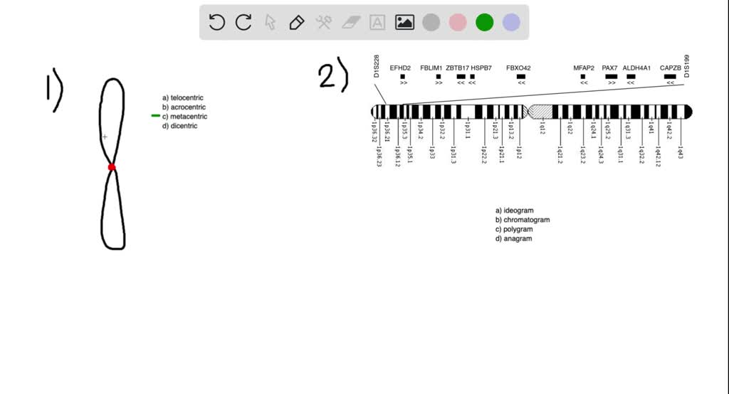 SOLVED: Chromosomes that have a centromere dividing into two arms of ...
