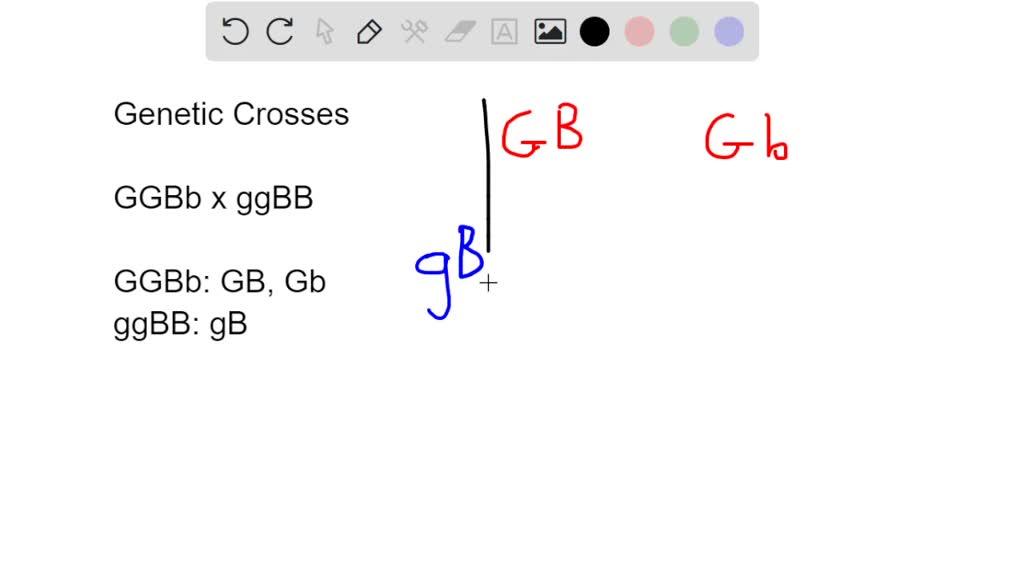A male rabbit with the genotype GGBb is crossed with a female rabbit ...