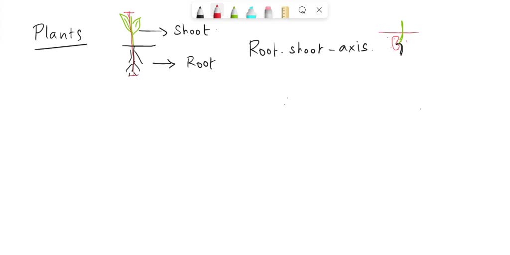 SOLVED: Arabidopsis the root-shoot axis is established Studies have ...