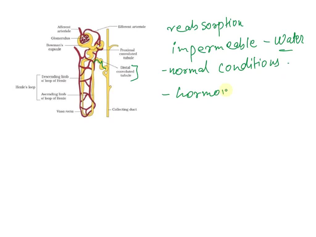 SOLVED: please help. clear and simple Summary of reabsorption of ...