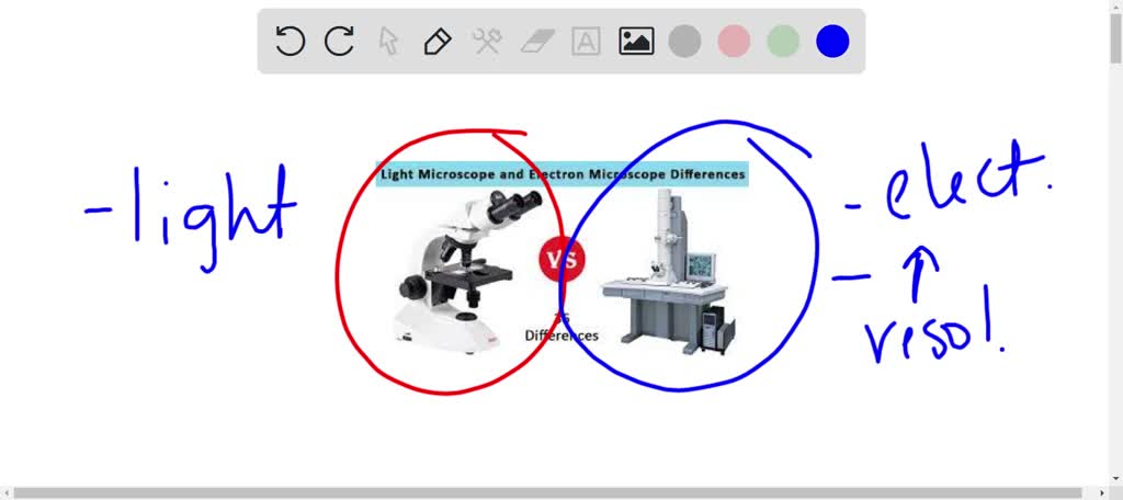 Solved 1 How Would You Identify A Basophil Under The Microscope What