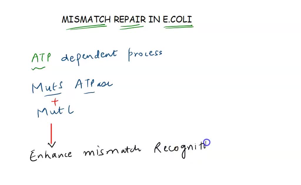 SOLVED: How dose the Mismatch Repair system differentiate between the ...