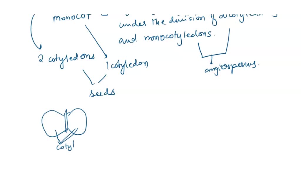 SOLVED: Dicot Stem Monocot Stem Phloem Xylem Sclerenchyma (liber cells ...