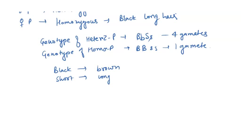 SOLVED: In rabbits, short hair(S) is dominant over long hair(s). What ...