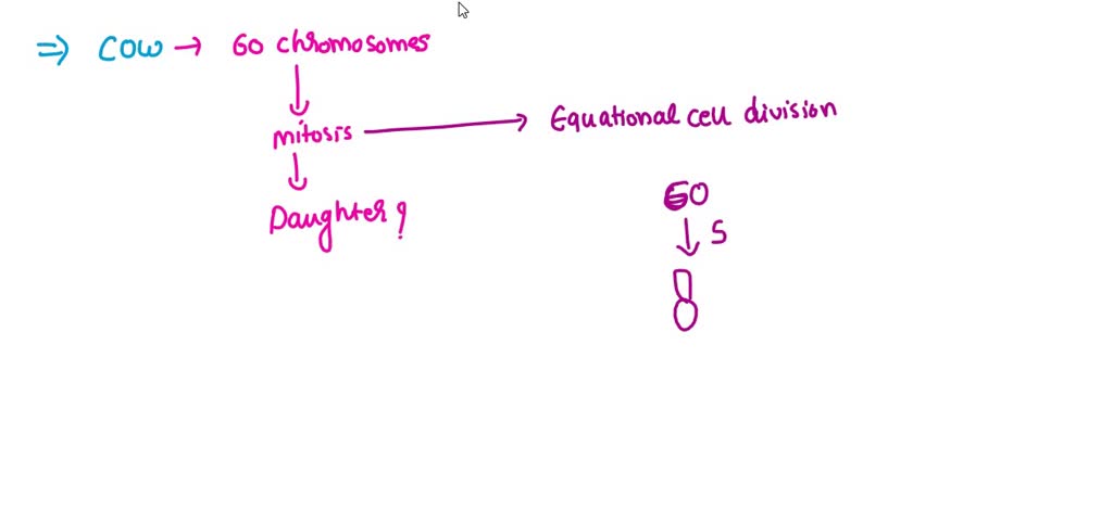 SOLVED: A cow has 60 chromosomes in its body cells. when a cow's body ...