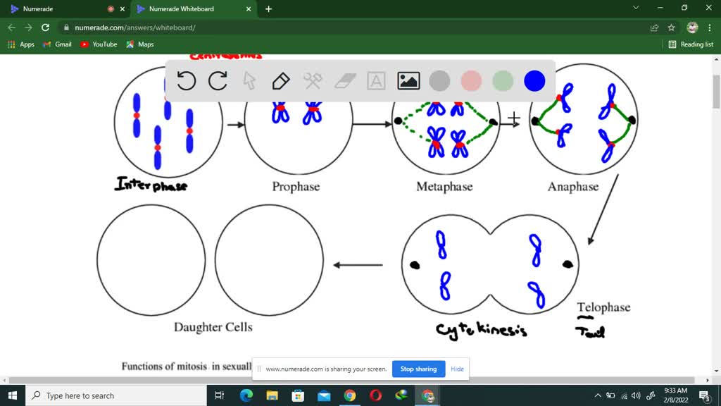 SOLVED: An organism has cells with 2 pairs of homologous chromosomes ...