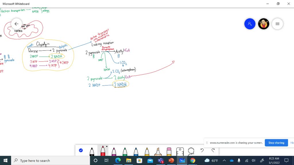 SOLVED: The pyruvate dehydrogenase complex EPDH contains three ...