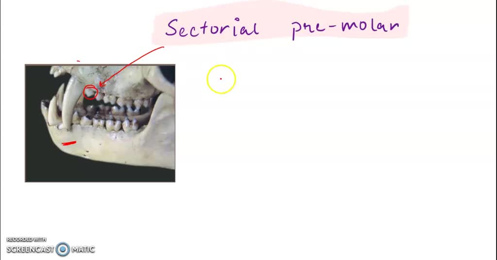 SOLVED: Frugivorous primates are characterized by which anatomical ...