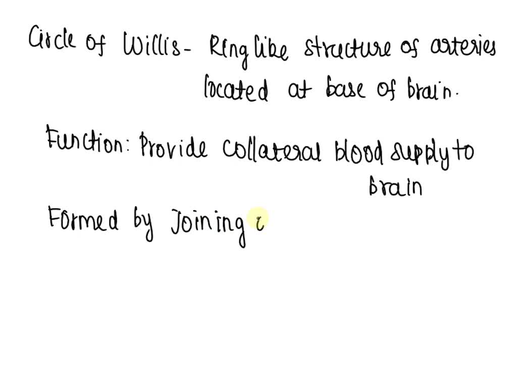 SOLVED: Explain the function of the circle of Willis.