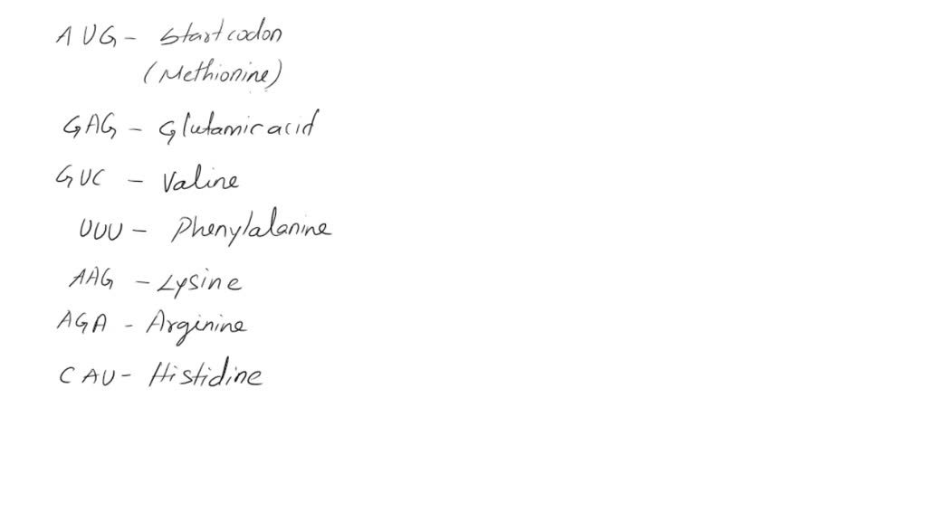 EXERCISE 2: GENETIC MUTATIONS Translate the following sequence: AUG GAG ...