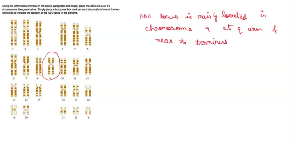 SOLVED: Using the information provided in the above paragraph and image ...