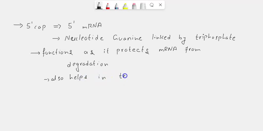 SOLVED: In mRNA processing: What is the structure and function of the 5 ...