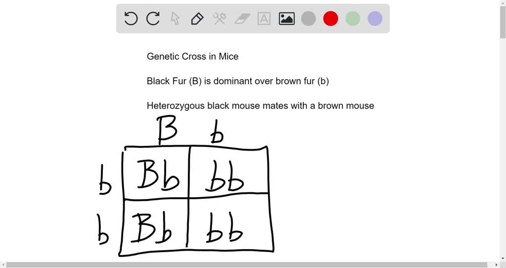 Solved In Mice The Allele For Black Fur Is Dominant To The Allele For
