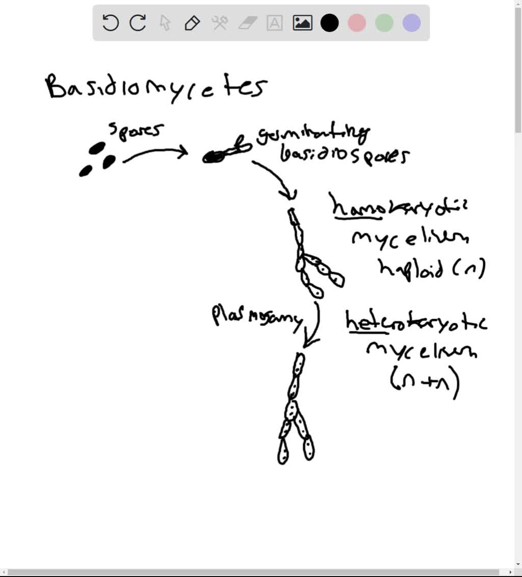 SOLVED With The Help Of An Annotated Diagram Explain Reproduction In solved-with-the-help-of-an-annotated-diagram-explain-reproduction-in
