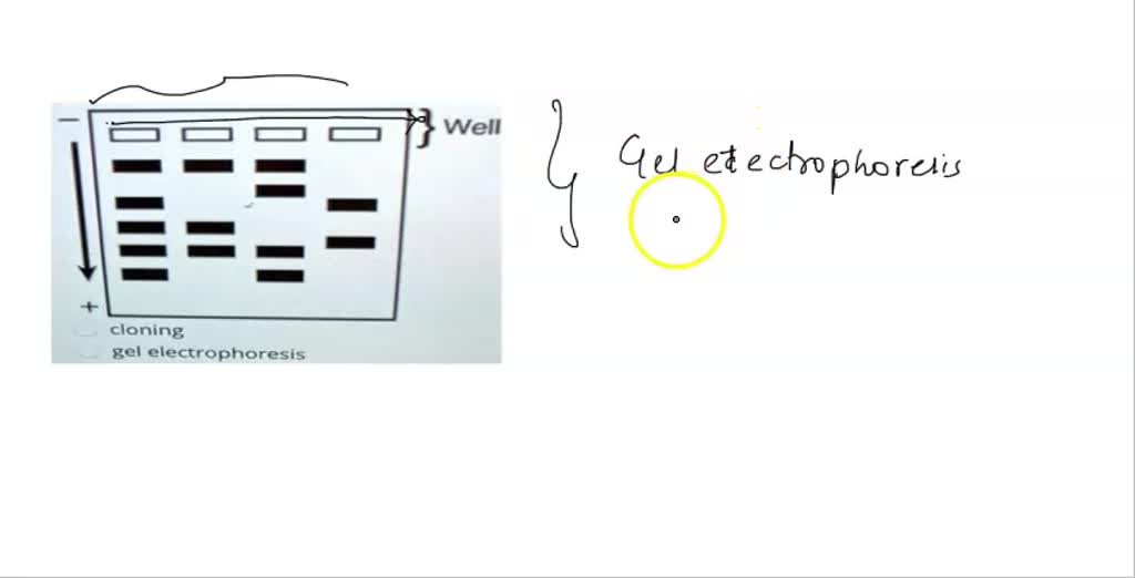 SOLVED: This laboratory procedure is known as Wells cloning gel ...