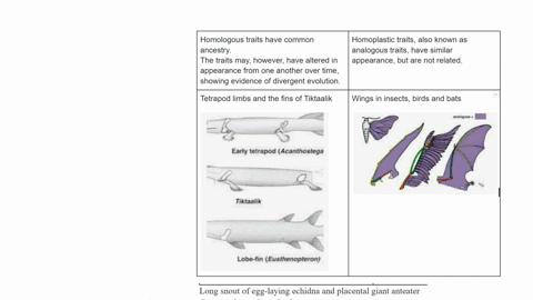 Analogous Structures Of Fish
