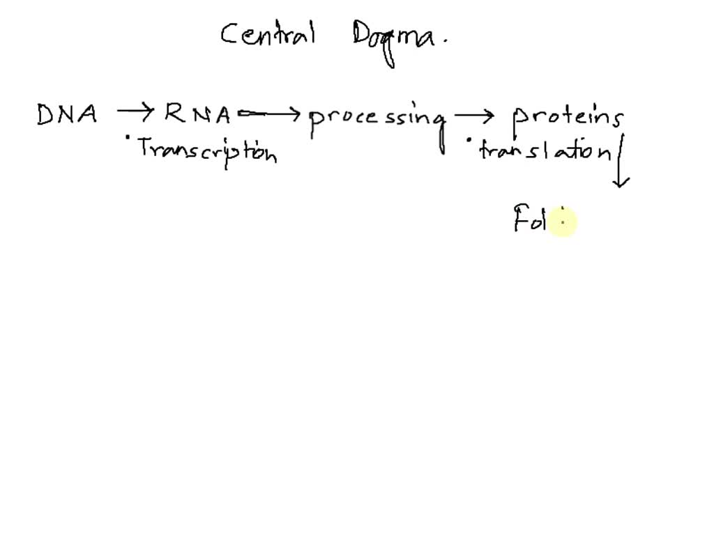 SOLVED: Question Put in the correct order the central dogma in ...