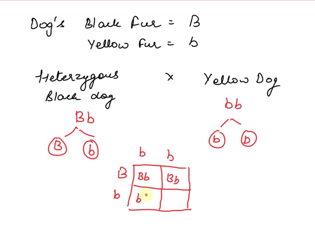 SOLVED: In dogs, black fur (B) is dominant over yellow fur (b). A ...