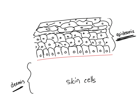 SOLVED: Lapisan sel mati yang terdiri dari beberapa lapisan epidermis ...