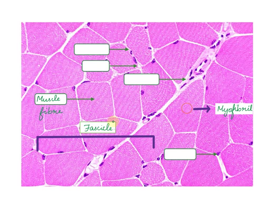 SOLVED: Click and drag the labels to their correct locations on the ...