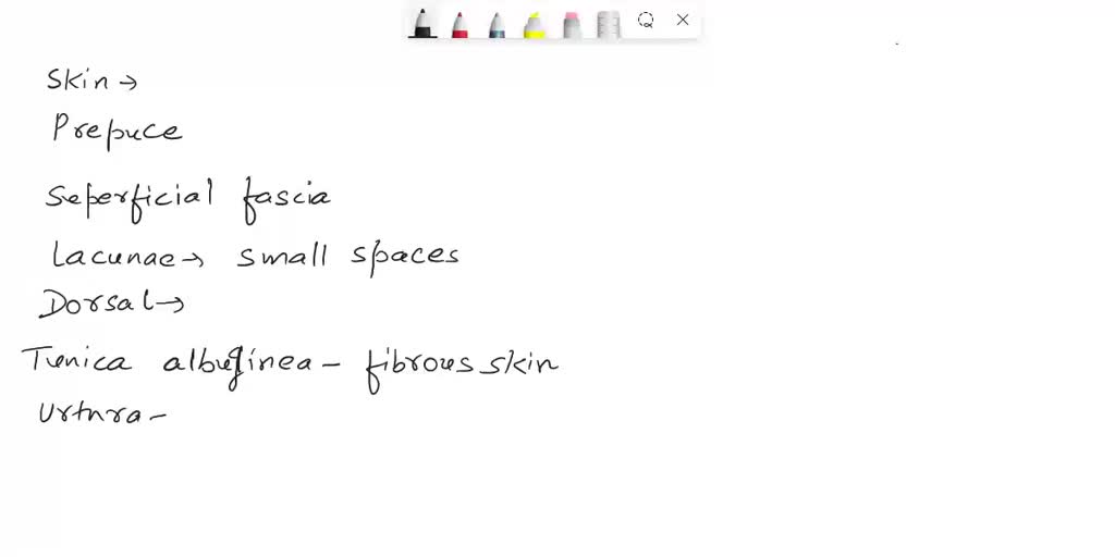 SOLVED: Correctly label the following structures of the penis: Dorsal vein Dorsal nerve Urethra ...