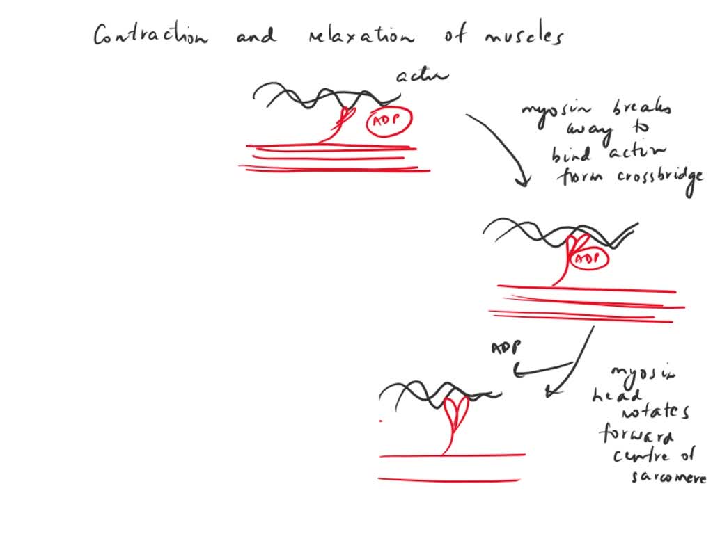 SOLVED: Explain how muscles contract and relax