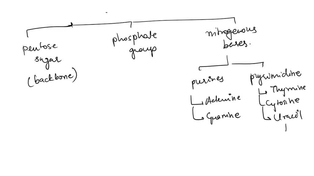 SOLVED: A DNA molecule is a linear sequence of subunits called A DNA molecule is a linear ...