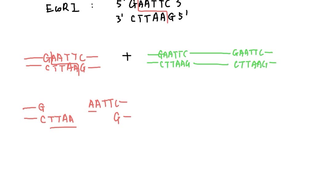 SOLVED: After isolating your DNA of interest, you need to cut it with ...