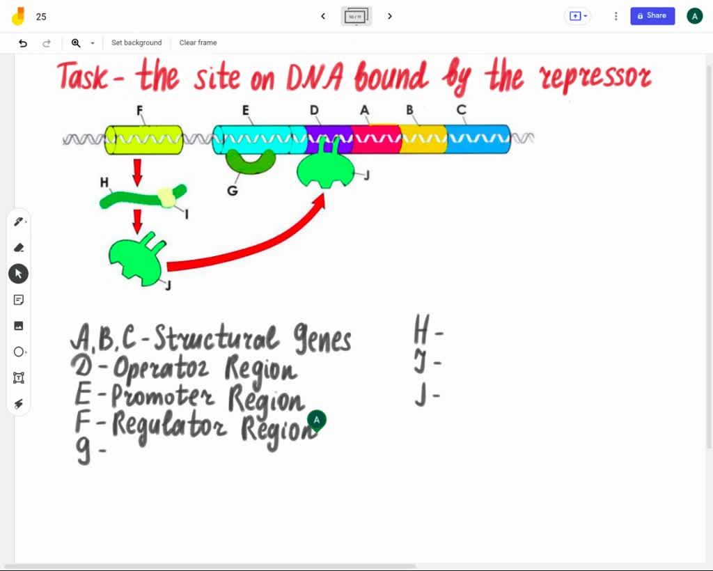 SOLVED: What molecule binds at the"P" site of a repressible operon ...