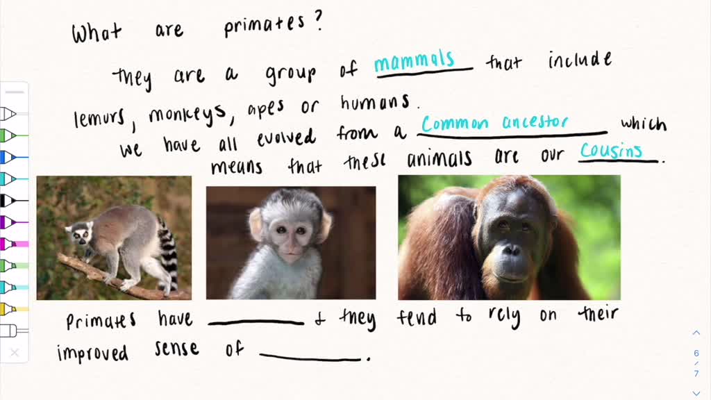 SOLVED: Who are the Non human primates?