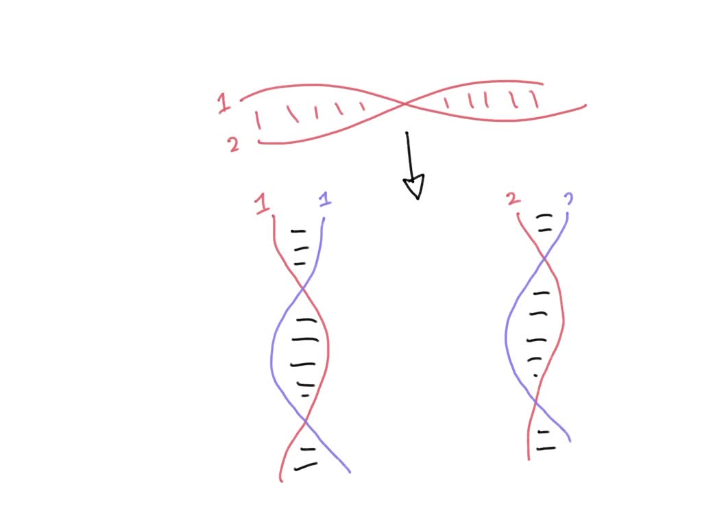 SOLVED: During DNA replication, because each of the double stranded ...
