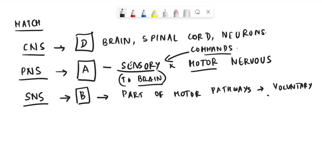 SOLVED: Lab Activity: Muscle Physiology Terminology Art-labeling ...
