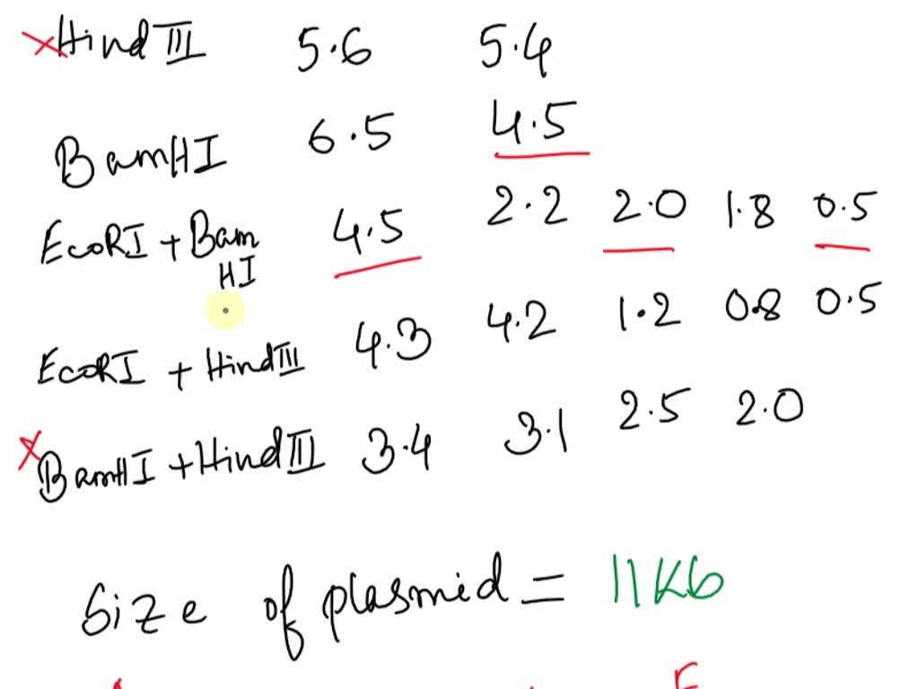 SOLVED: The circular plasmid pRIT4SS was cut with BamHI, HindIII, resulting from the and EcoRI ...