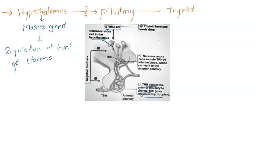 SOLVED: Figure 45.16 Regulation of thyroid hormone secretion; hormone ...