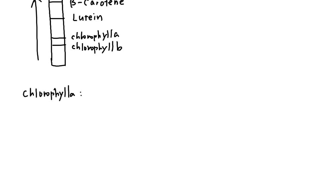SOLVED: EXPERIMENT 5: Chromatography What are the colored pigments that ...