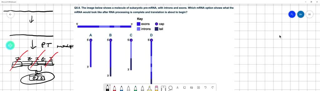 Q5.8. The image below shows molecule of eukaryotic pre-mRNA with ...