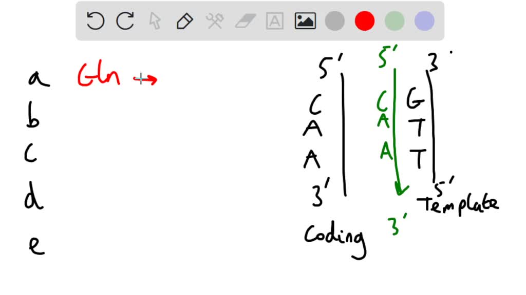 SOLVED: Which of the following single nucleotide changes on the DNA's ...