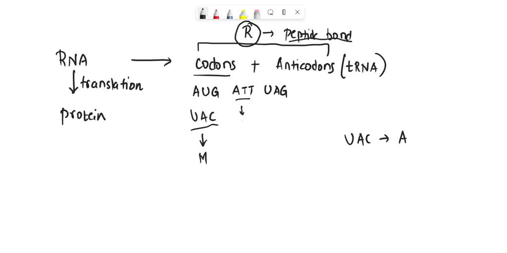 SOLVED: 5. During translation, the tRNA molecule carrying the correct amino acid corresponding ...