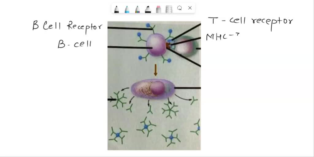 SOLVED: Explain this image step by step. I have an oral presentation on ...