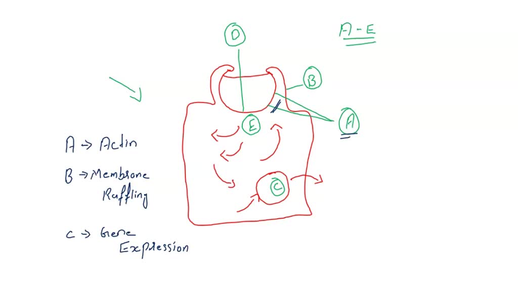SOLVED: Label the structures involved as Salmonella invades host cell ...