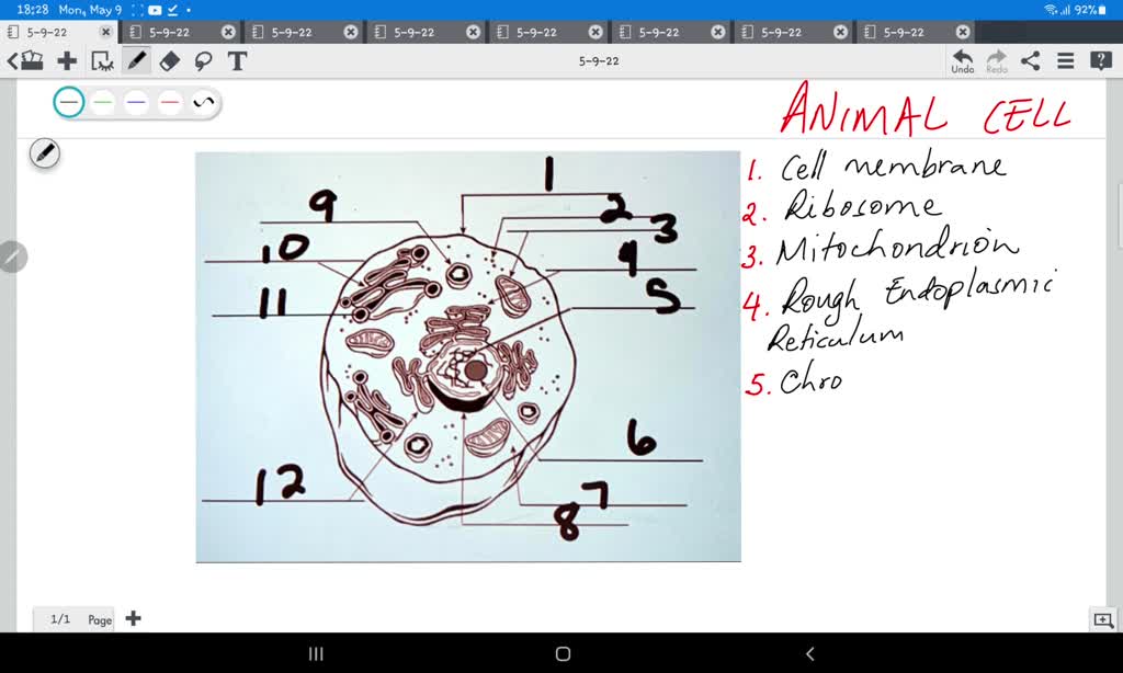 SOLVED: label the cell parts from 1 to 5 LAB EXERCISE 4 Cel Anatomy 2m SOLVED: label the cell parts from 1 to 5 LAB EXERCISE 4 Cel Anatomy 2m