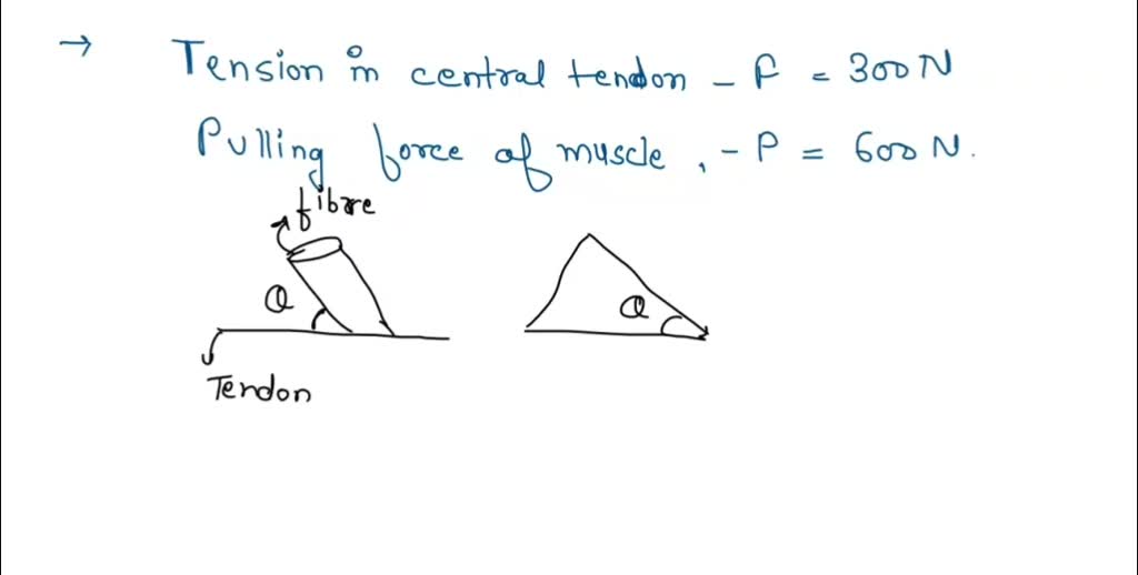 SOLVED: What is the elongation angle provided that the tension along ...