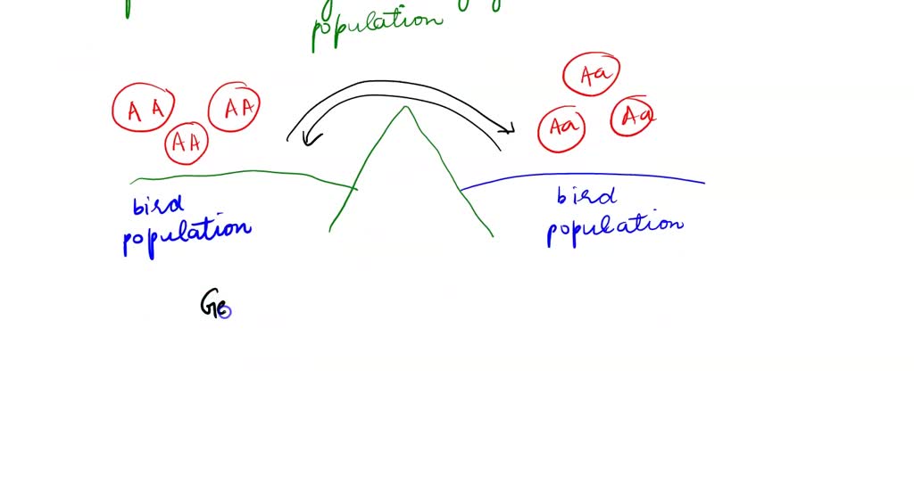 SOLVED: Question 33 (2 points) Gene flow between two populations 1 ...