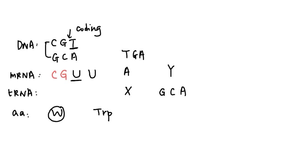 SOLVED: The diagram above represents a portion of a DNA molecule and ...