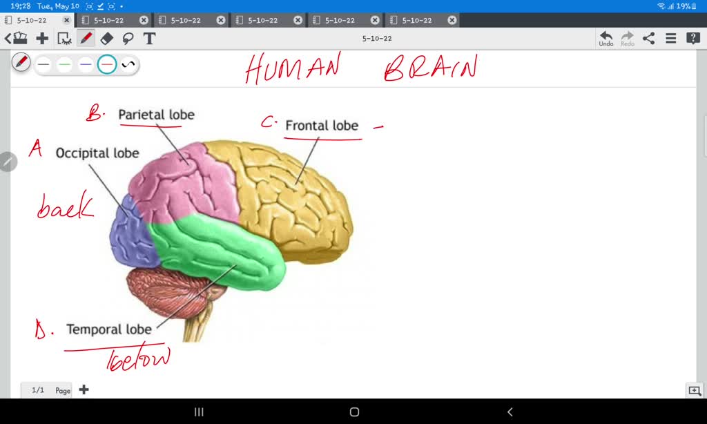 SOLVED: The lobe of the brain contains the motor cortex, which is ...
