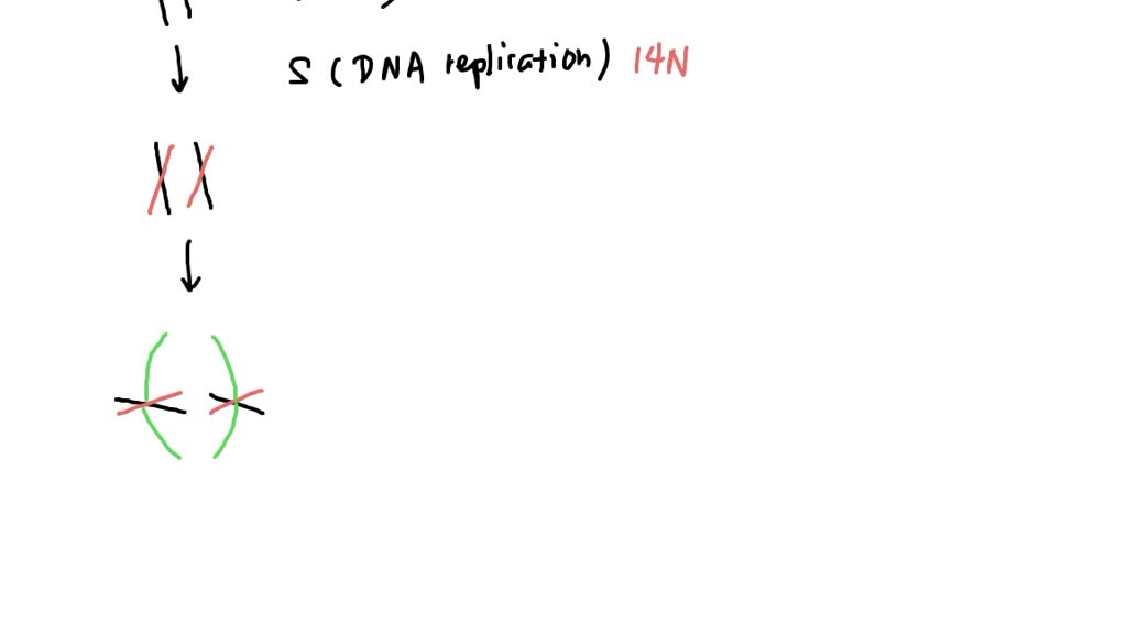SOLVED: A line of mouse cells is grown for many generations in a medium ...