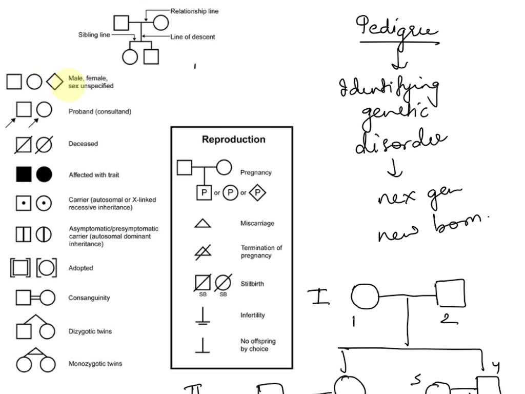 SOLVED: Two or more people related by blood, marriage, or adoption is ...