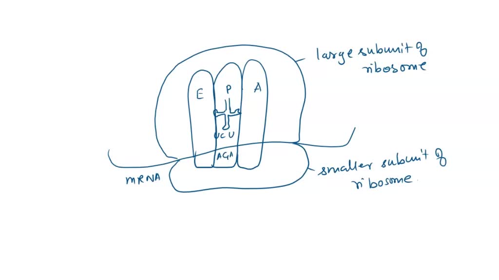 SOLVED: Drag and drop the correct labels onto the image shown below ...